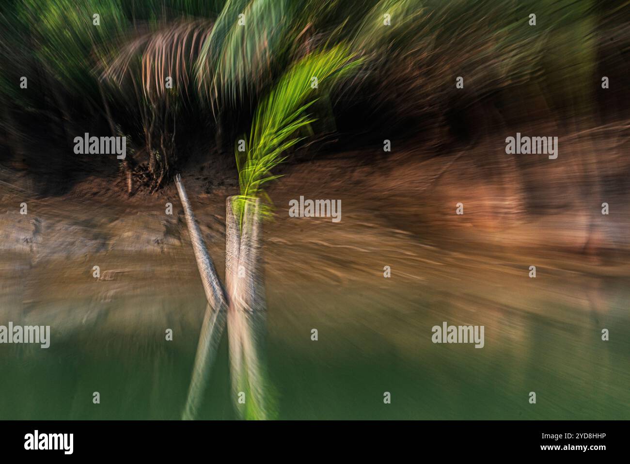 World largest mangrove forest Sundarbans, famous for the Royal Bengal ...