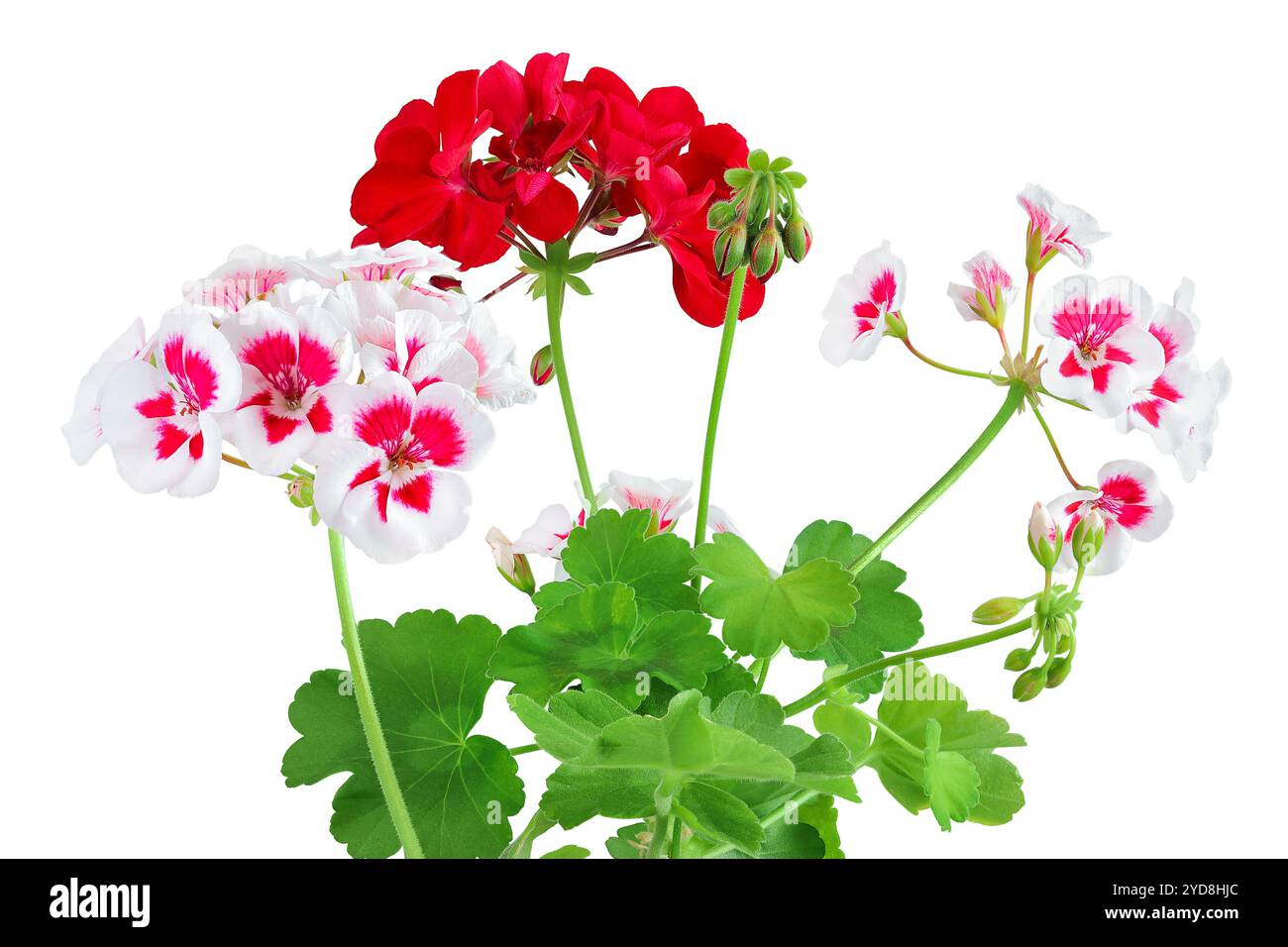 Red flowers of geranium isolated on white background Stock Photo - Alamy