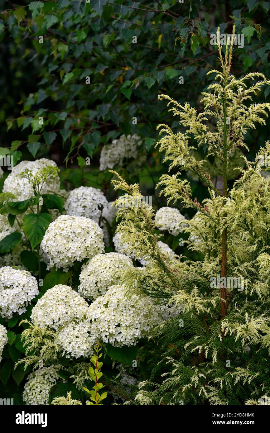 Hydrangea arborescens annabelle,white flower,flowers,flowering ...