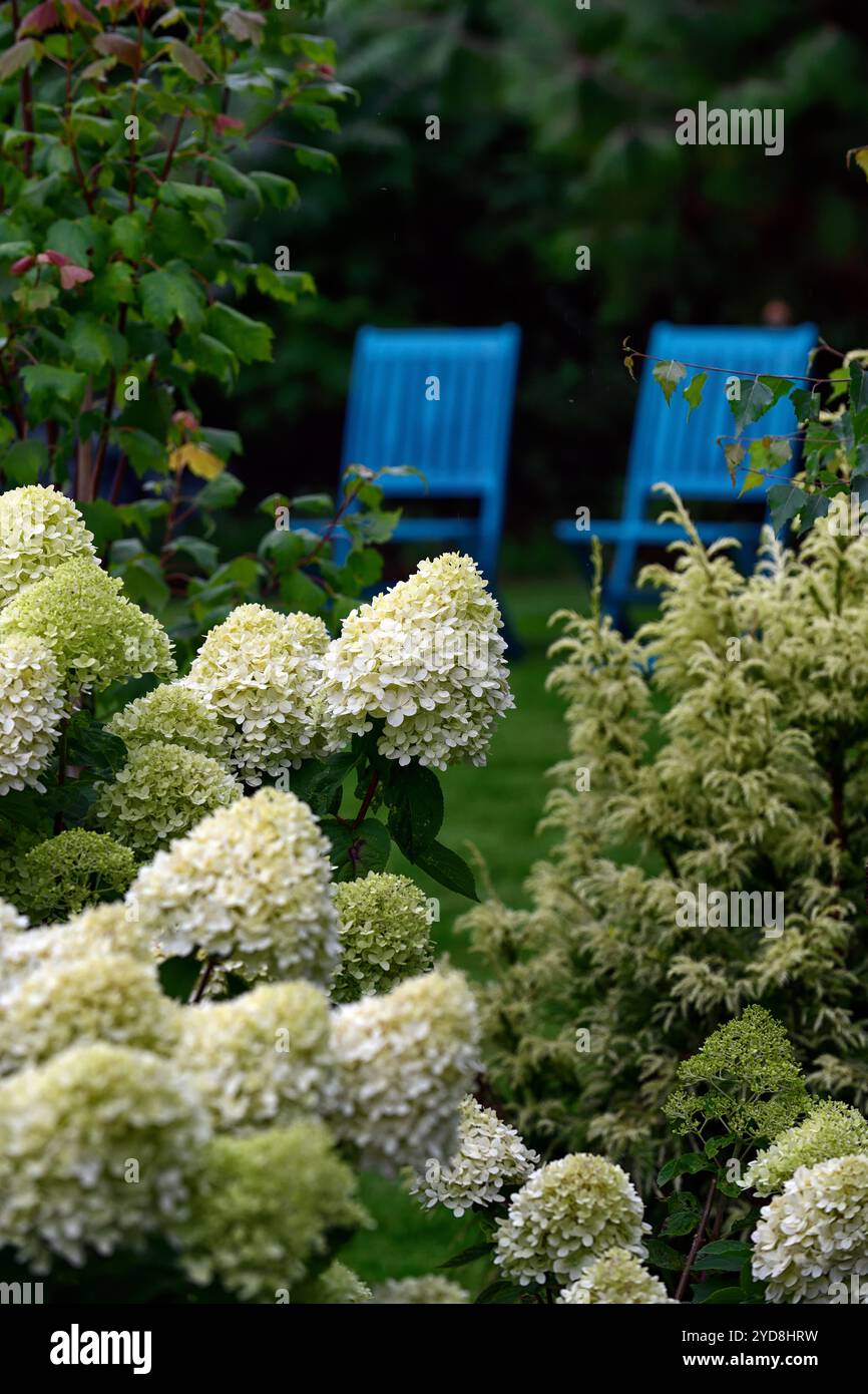 Rm floralhydrangea paniculata hi-res stock photography and images - Alamy