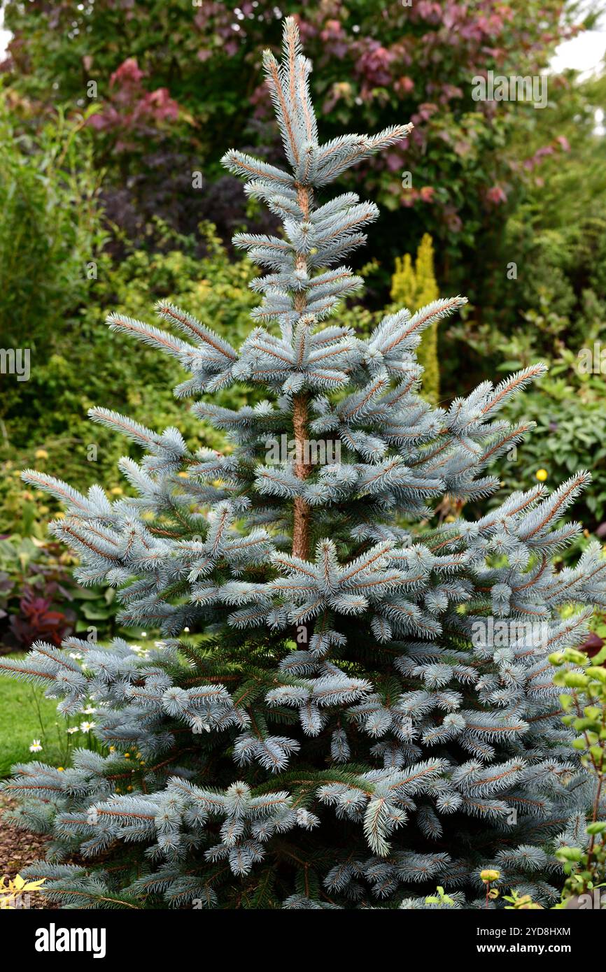 Picea Pungens Super Blue,Dwarf Colorado Blue Spruce Super Blue,dwarf ...