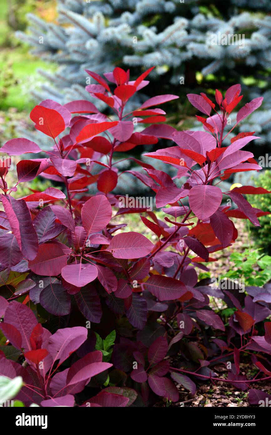 Cotinus coggygria Royal Purple,Rhus cotinus, Smoke Bush, Venetian ...