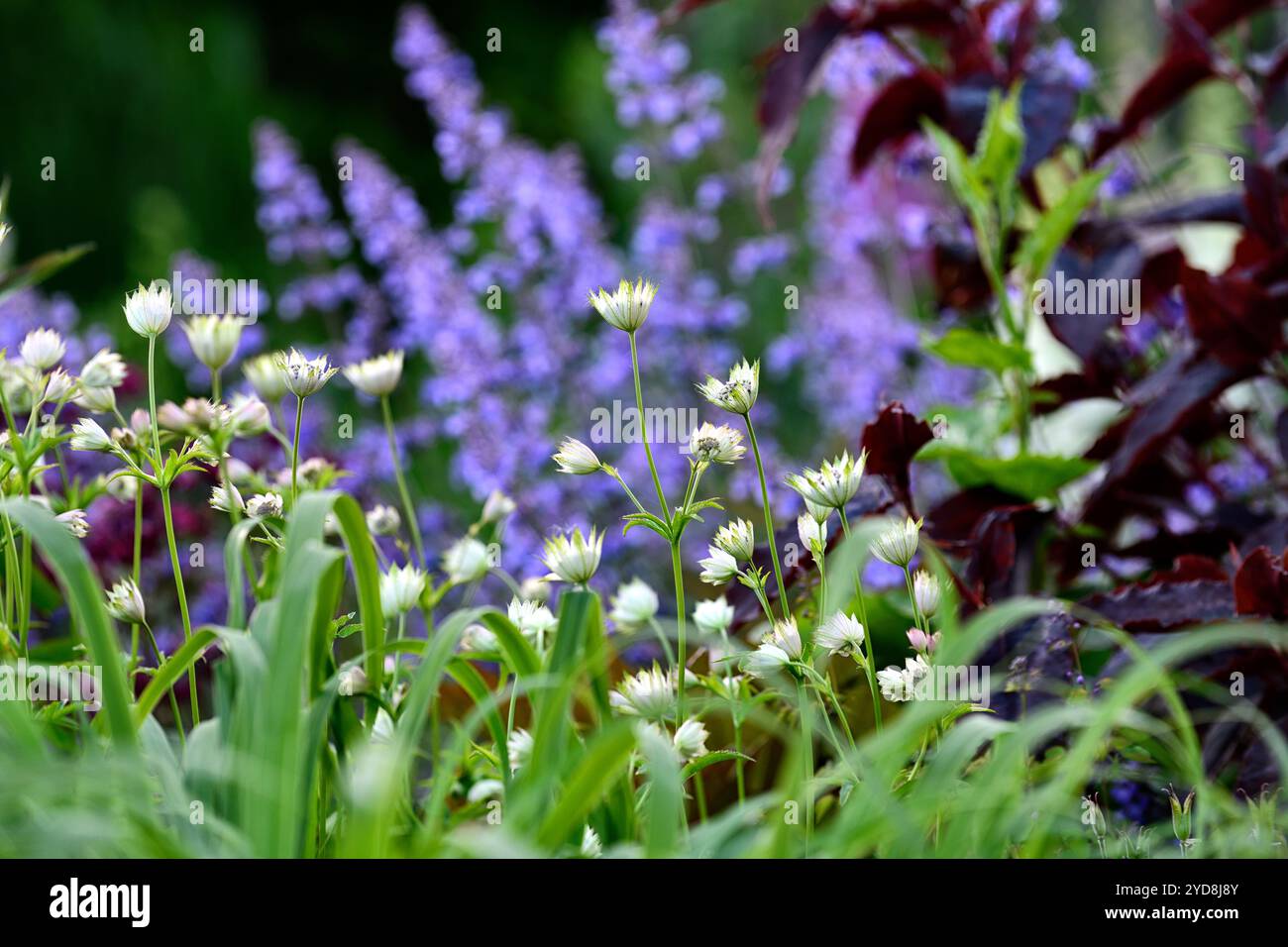 astrantia major with nepeta in background; white astrantia flowers ...