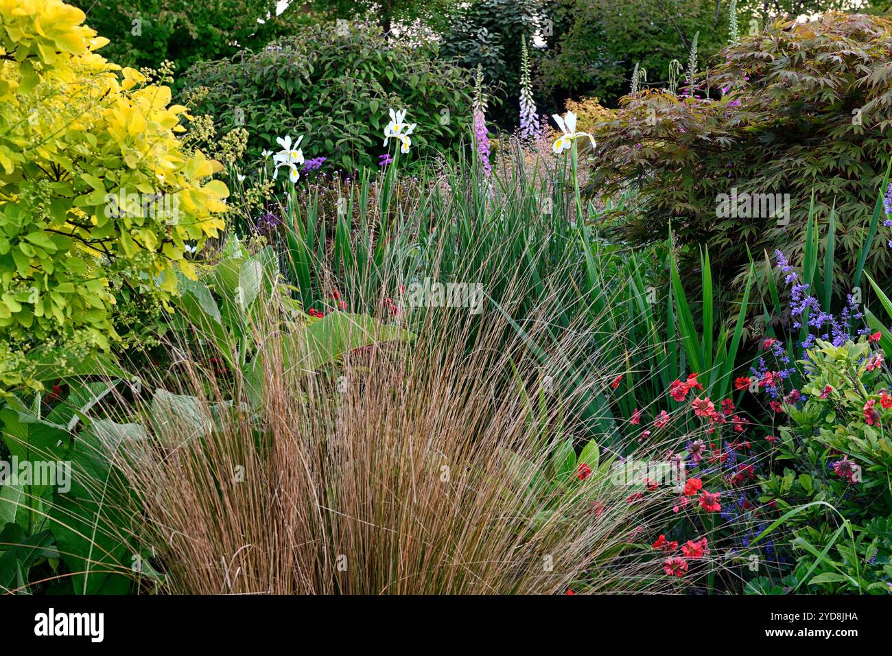 ornamental grass,geum totally tangerine; Geum coccineum Red Wings; iris ...