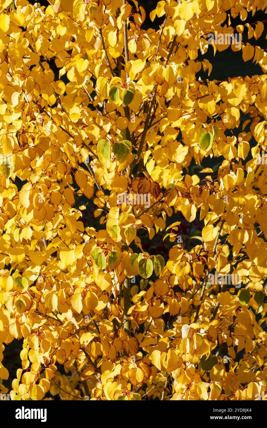 The Golden Autumn Leaves Of The Judas Tree Stock Photo - Alamy