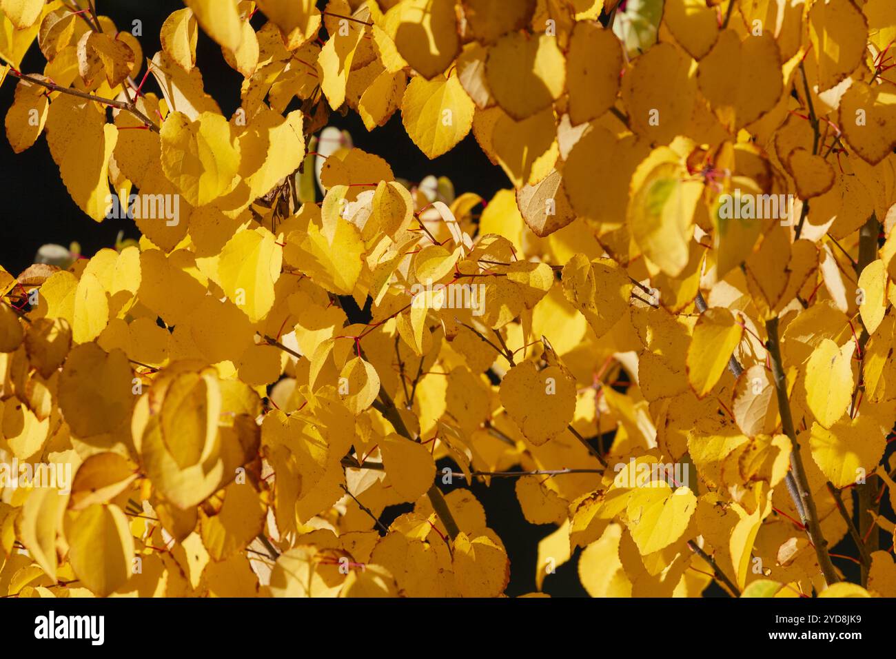 The Golden Autumn Leaves Of The Gingerbread Tree Stock Photo - Alamy