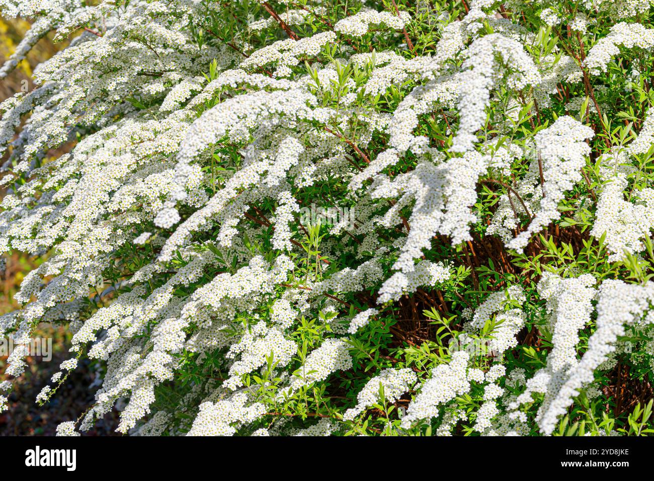 Rose spirea flowers hi-res stock photography and images - Alamy