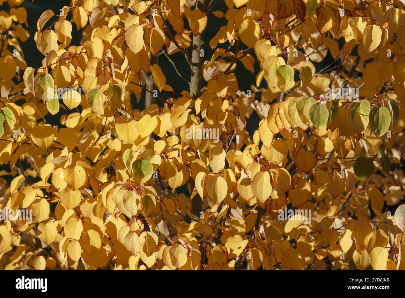 Gingerbread Or Judas Tree In The Fall Stock Photo - Alamy