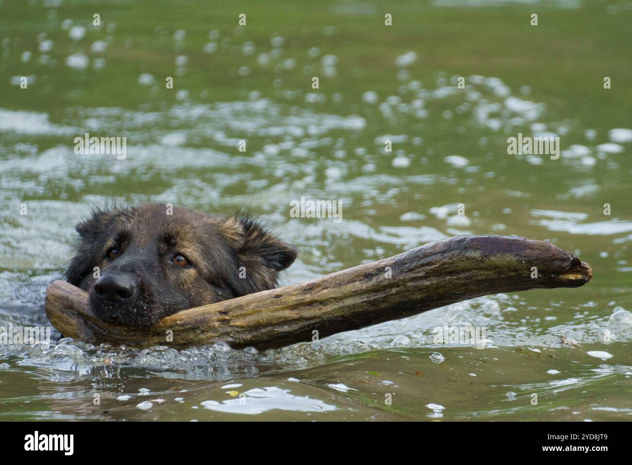 a purebred german shepard dog swimming in a river with a huge stick in ...