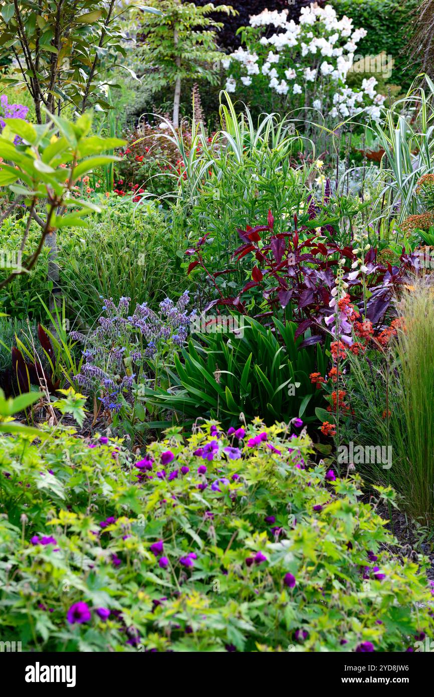 geranium anne thomson,Persicaria microcephala Red Dragon,Geum coccineum ...