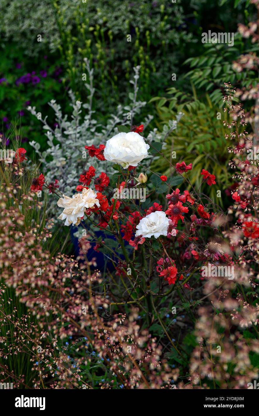 Geum coccineum Red Wings;white rose,white roses,heuchera flower spray ...