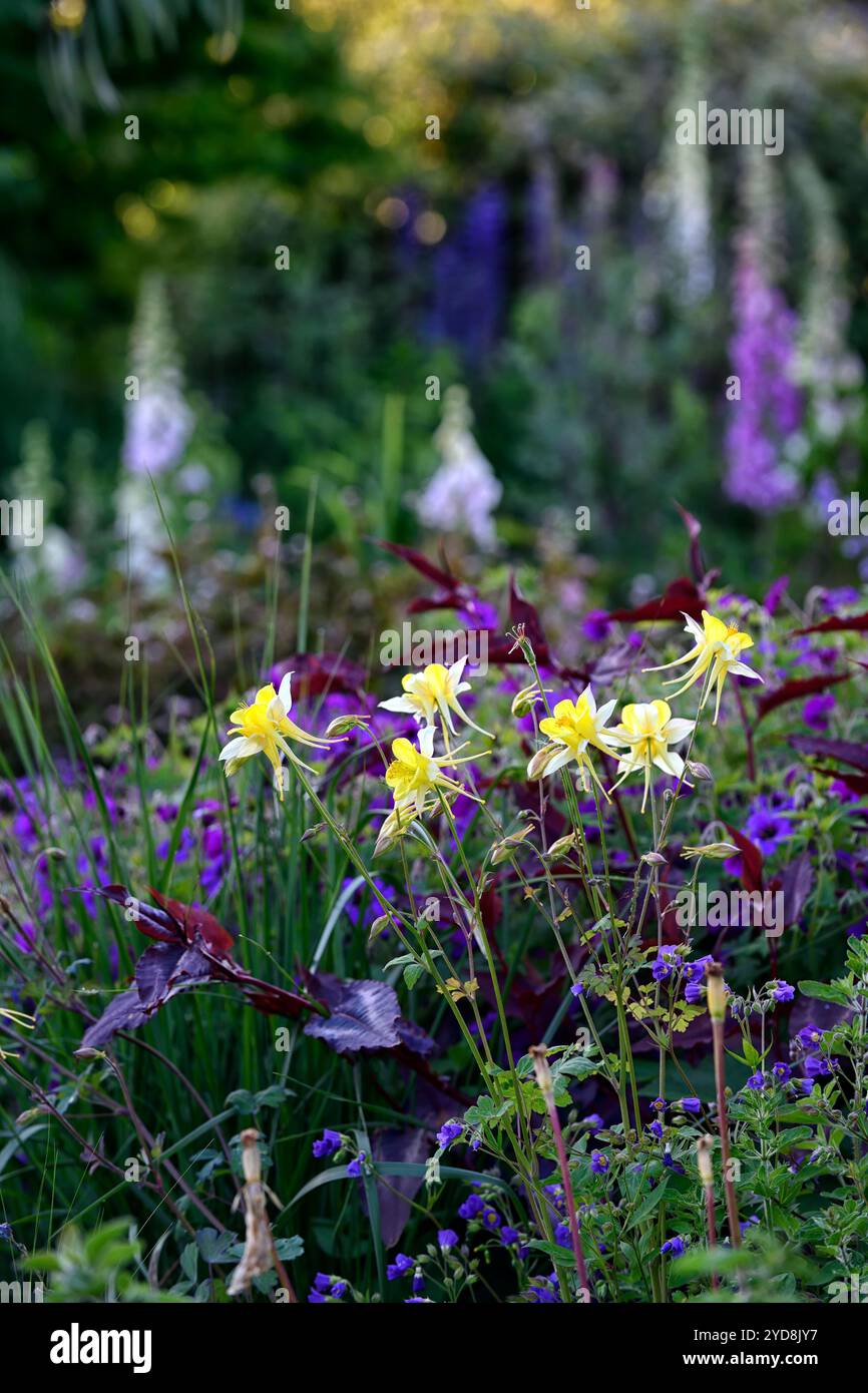 Aquilegia chrysantha Yellow Queen,Persicaria microcephala Red Dragon ...