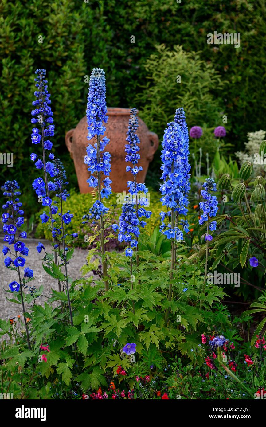 Delphinium Blue Bird,Delphinium Blue Bird group,herbaceous perennial ...