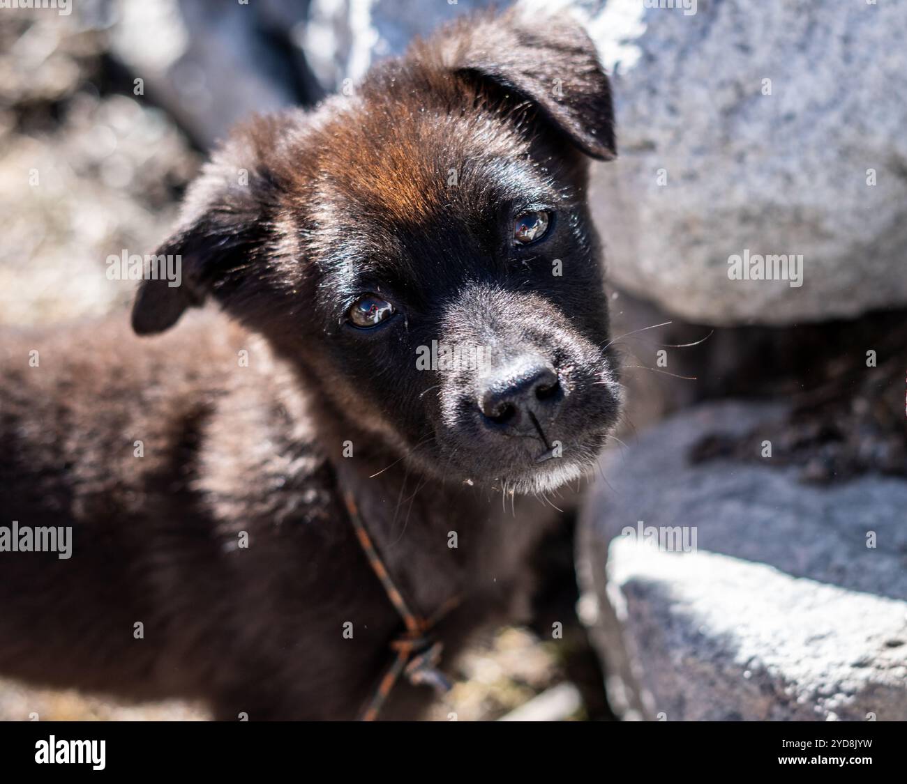 A little black puppy staring up hopefully, in the Himalayas, Nepal ...