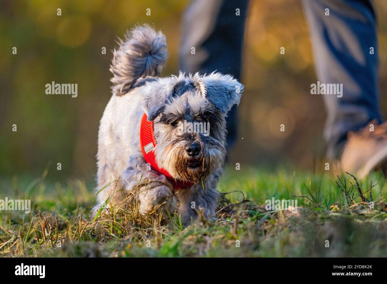 miniature schnauzer dog in a red collar on the grass Stock Photo - Alamy