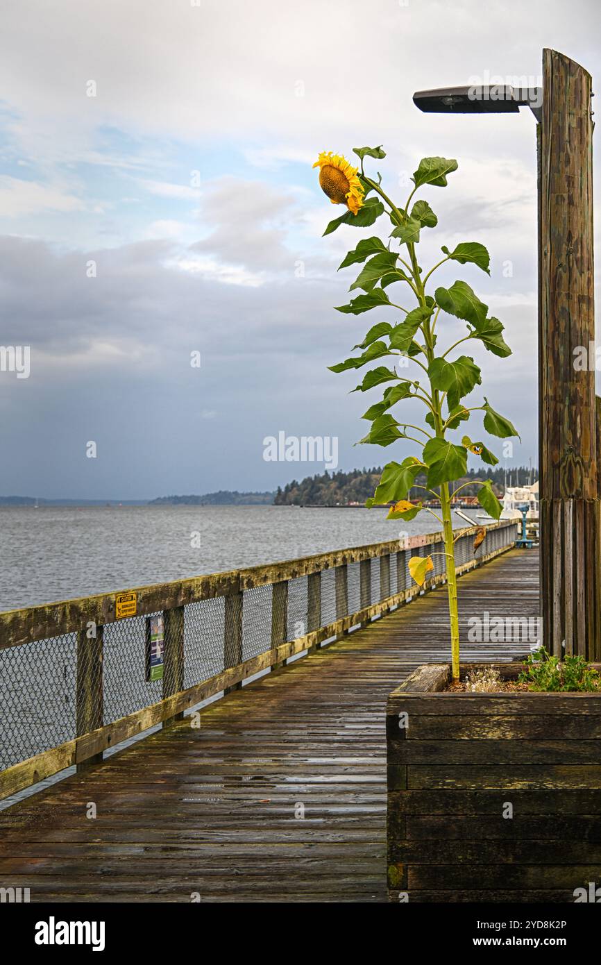 A sunflower late in the season along Budd Inlet in Olympia, WA Stock ...
