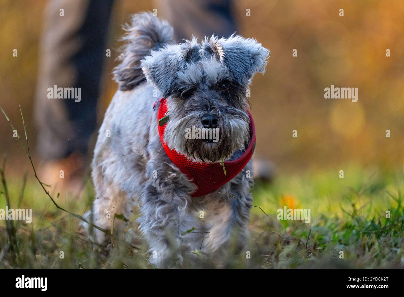 miniature schnauzer dog in a red collar on the grass Stock Photo - Alamy
