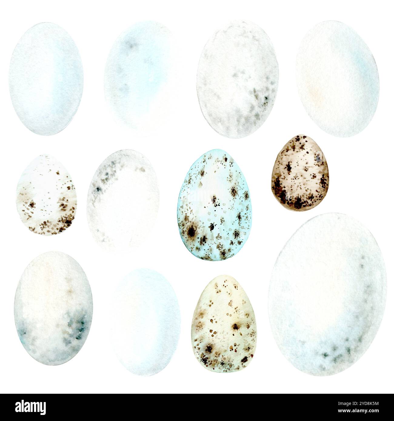 Bird egg drawing. Watercolor illustration hand drawn on a white ...