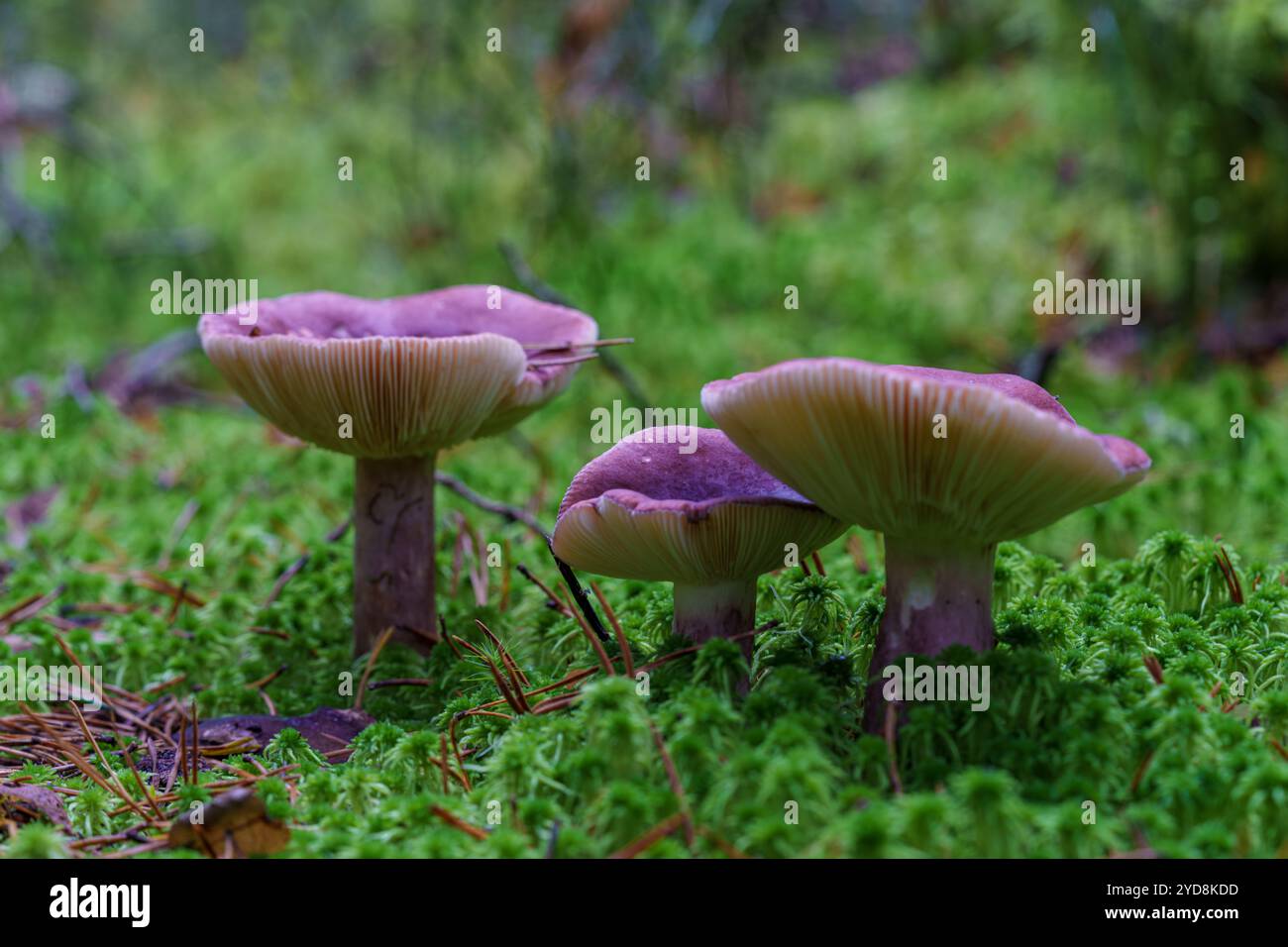 Primrose Brittlegill, Russula sardonia, on mossy grass Stock Photo - Alamy