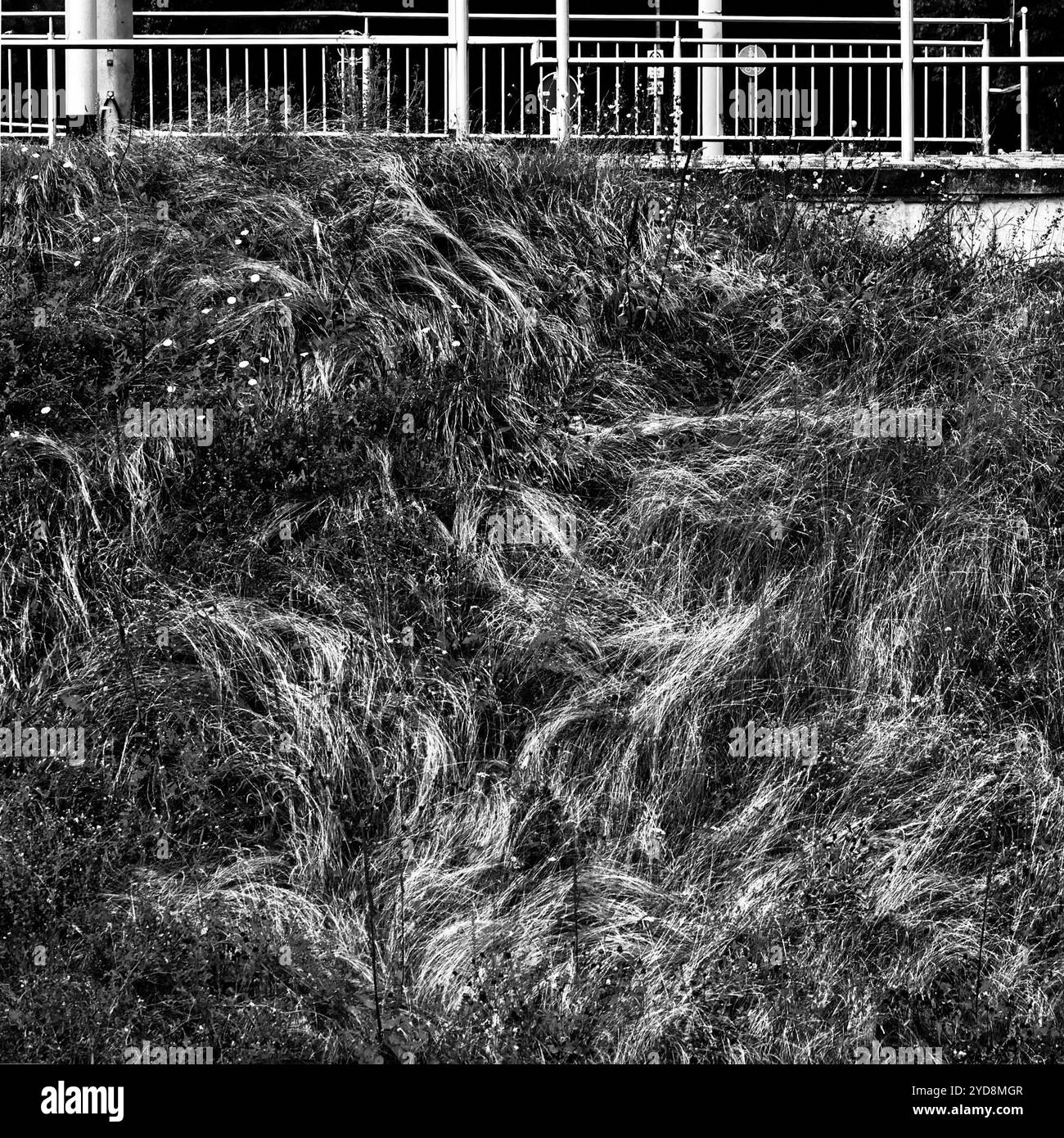 Black and white exposure of windblown grassland with a swirled pattern ...