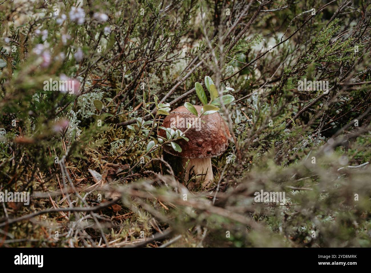 Single mushroom Boletus pinophilus, commonly known as the pine bolete ...