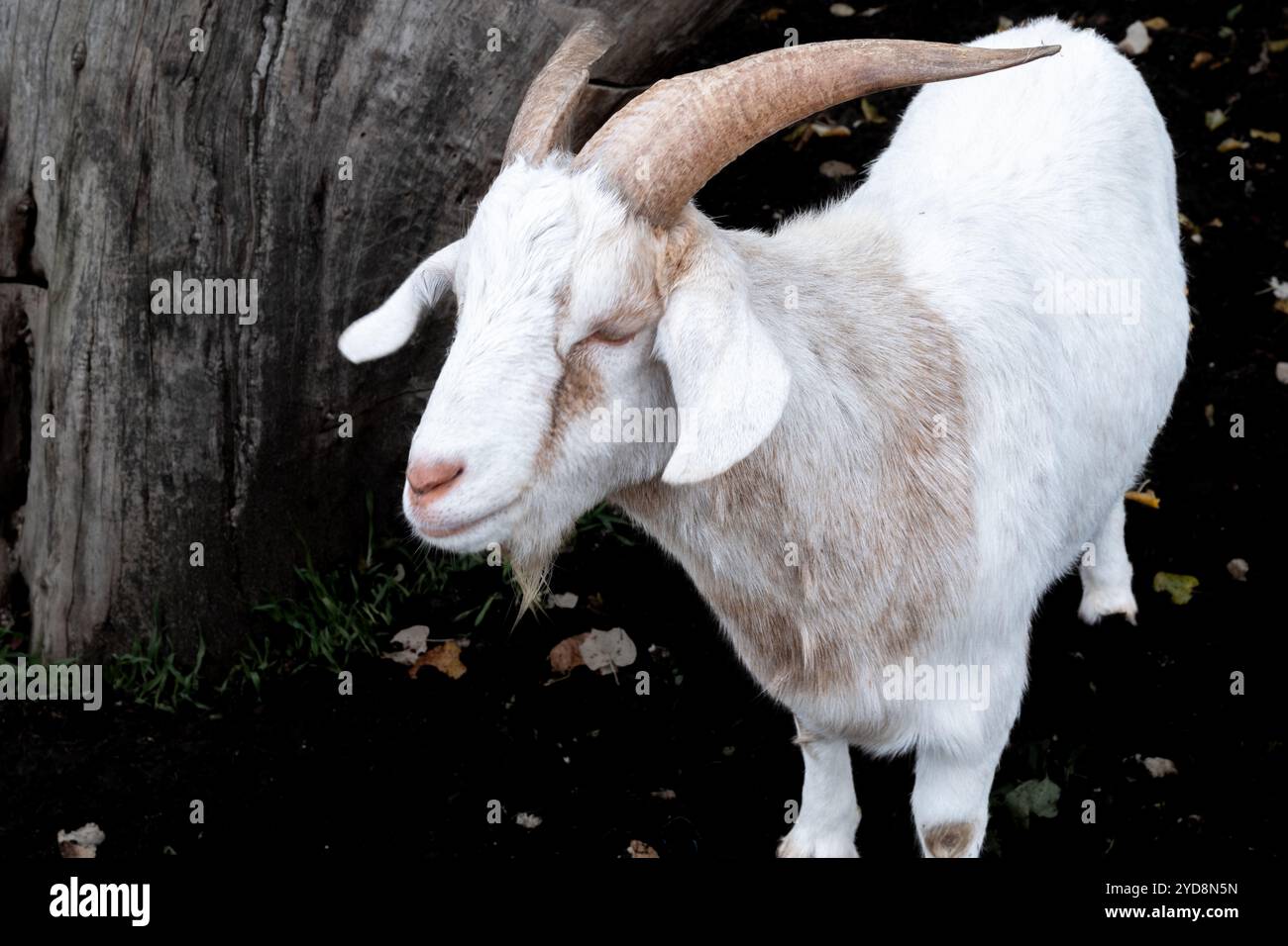 Peaceful goat resting in a farm setting, enjoying a moment of ...