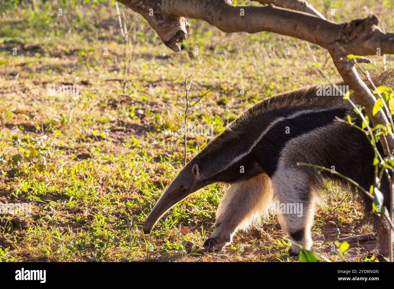 Large anteater in Uruguay, South America Stock Photo - Alamy