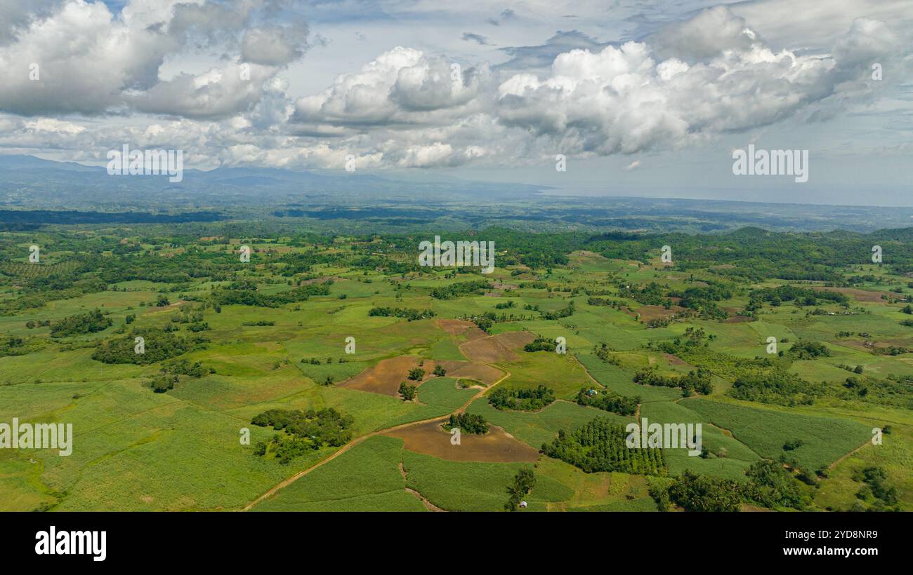 Aerial drone of farmland with sugar cane in the countryside. Negros ...