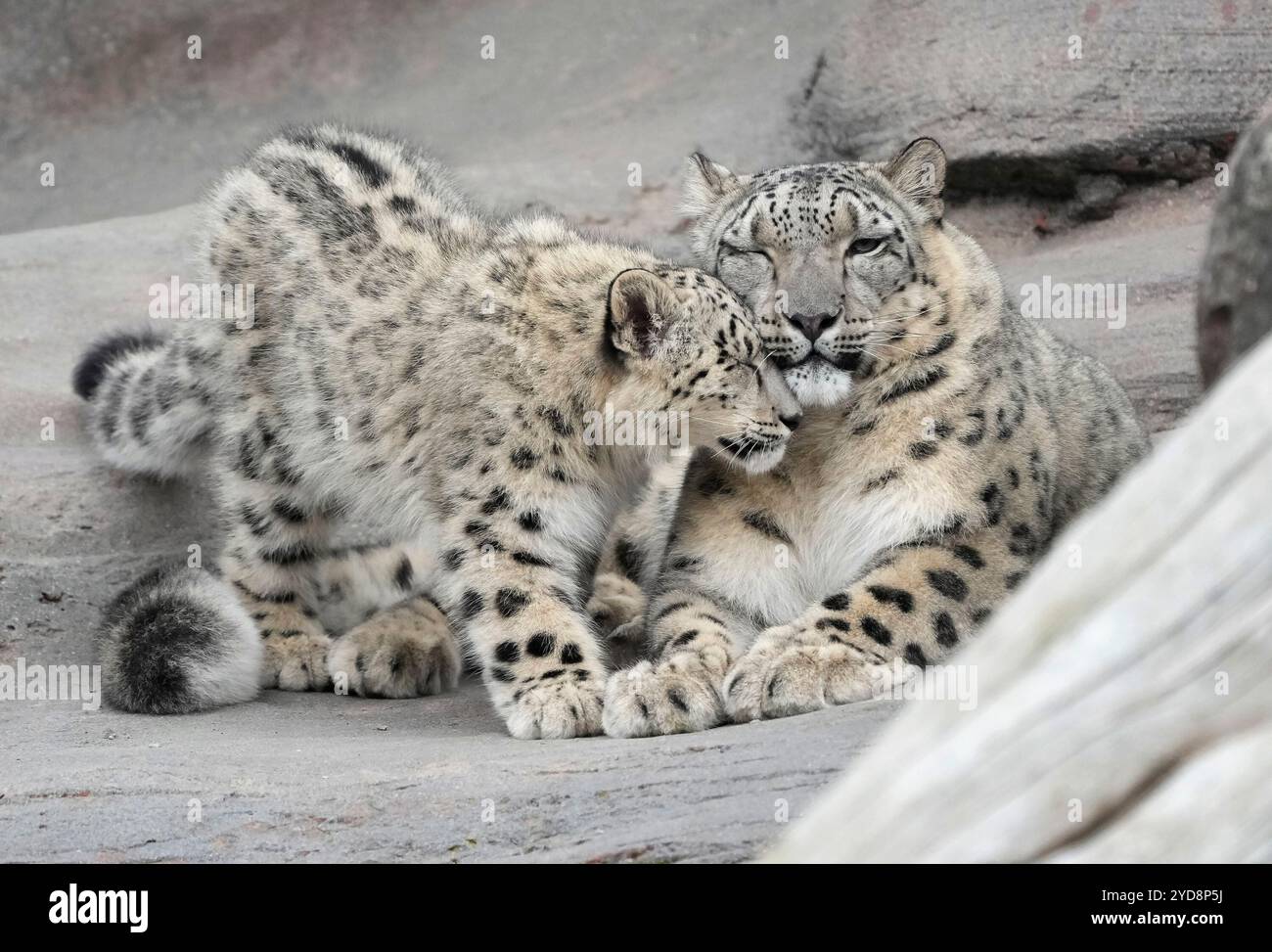 Five-month-old snow leopards Minu and mother Jita explore their outdoor ...