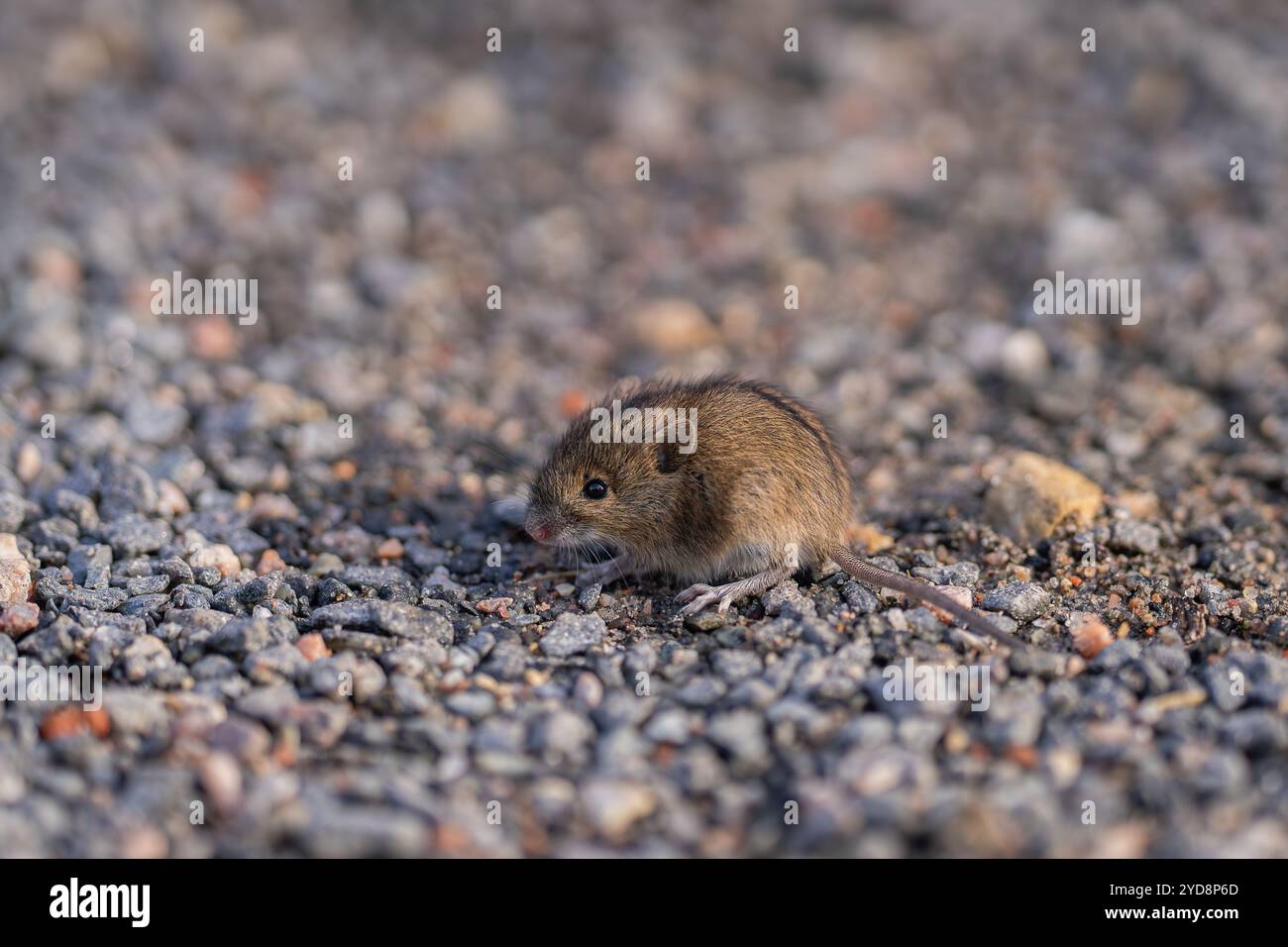 Northern birch mouse, Sicista betulina, a rare nocturnal mammal on the ...