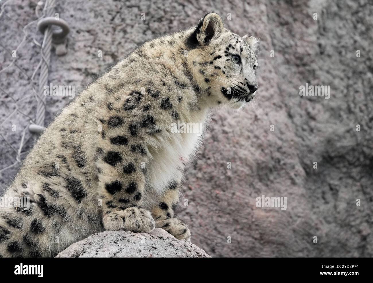 Toronto, Canada. 25th Oct, 2024. Five-month-old snow leopard Zoya ...