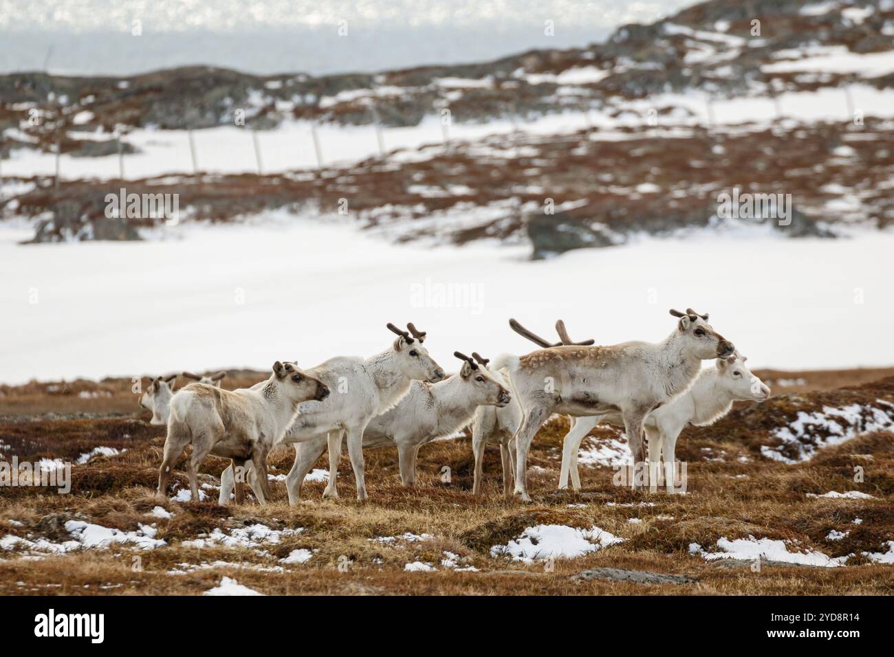 A group of reindeer (Rangifer tarandus tarandus) in winter coats ...
