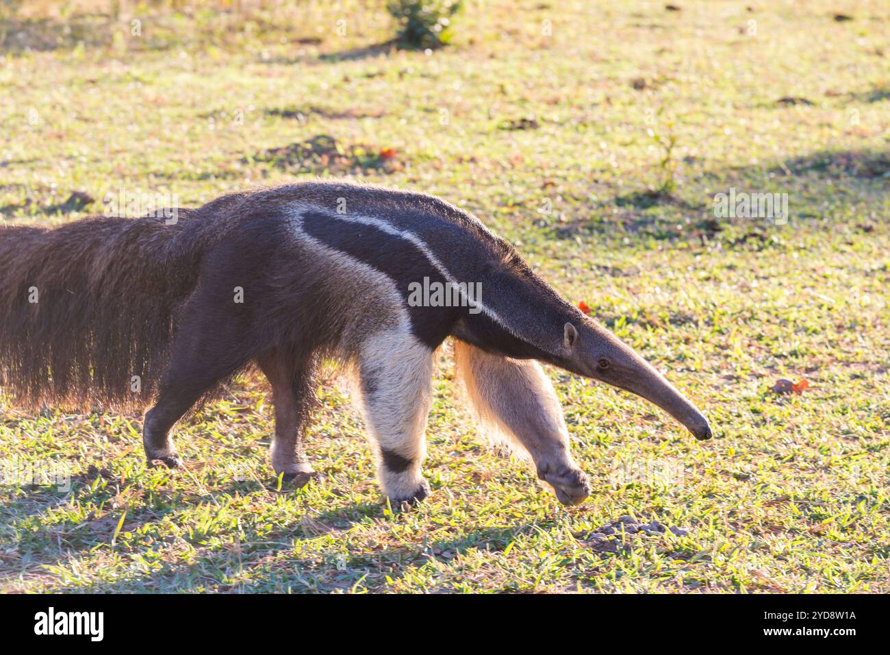 Large anteater in Uruguay, South America Stock Photo - Alamy