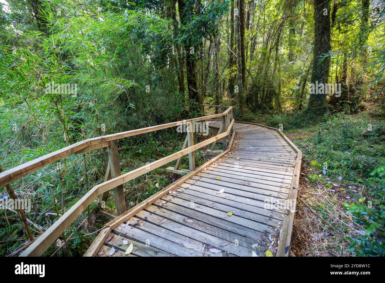 Pathway in the green rain forest Stock Photo - Alamy