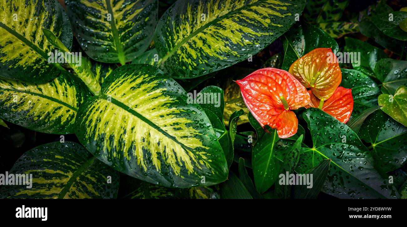 red anthurium flower with wet tropical plants Stock Photo - Alamy