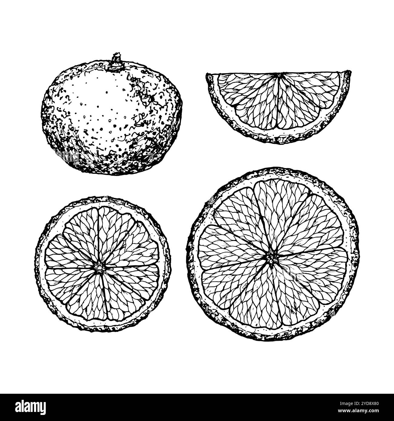 Vector hand drawn ink illustration of tangerine citrus slices for ...