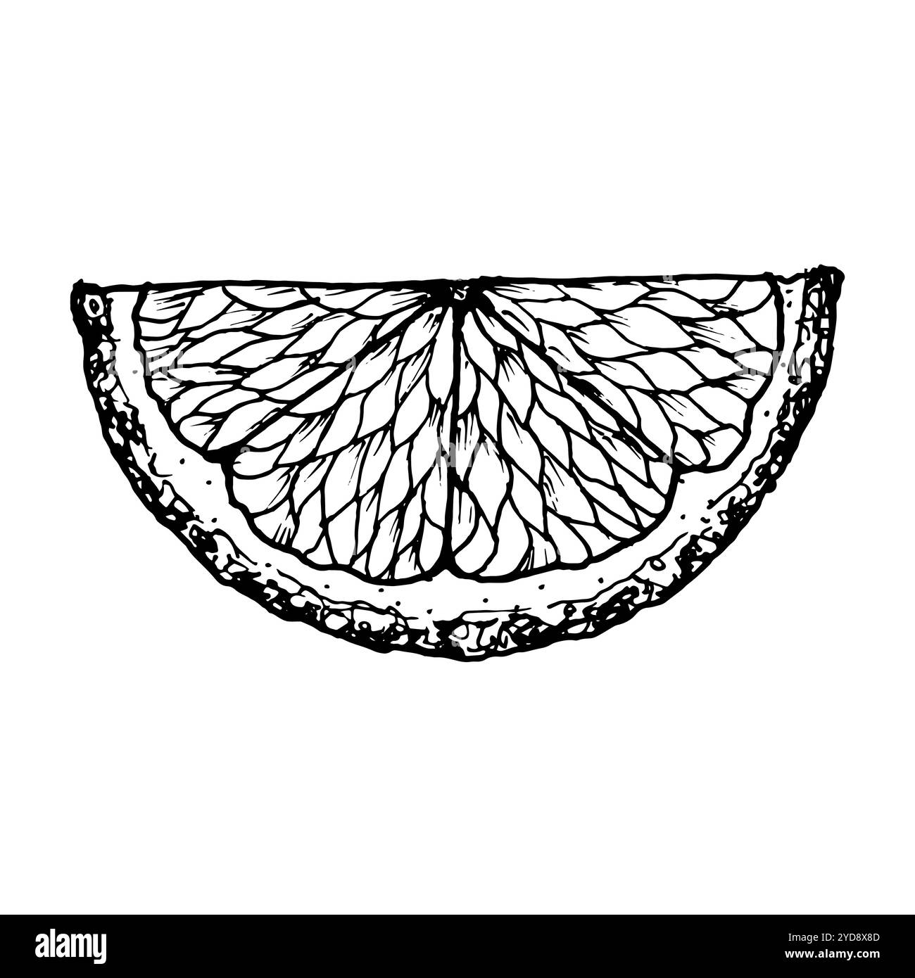 Vector hand drawn ink illustration of tangerine citrus slices for ...
