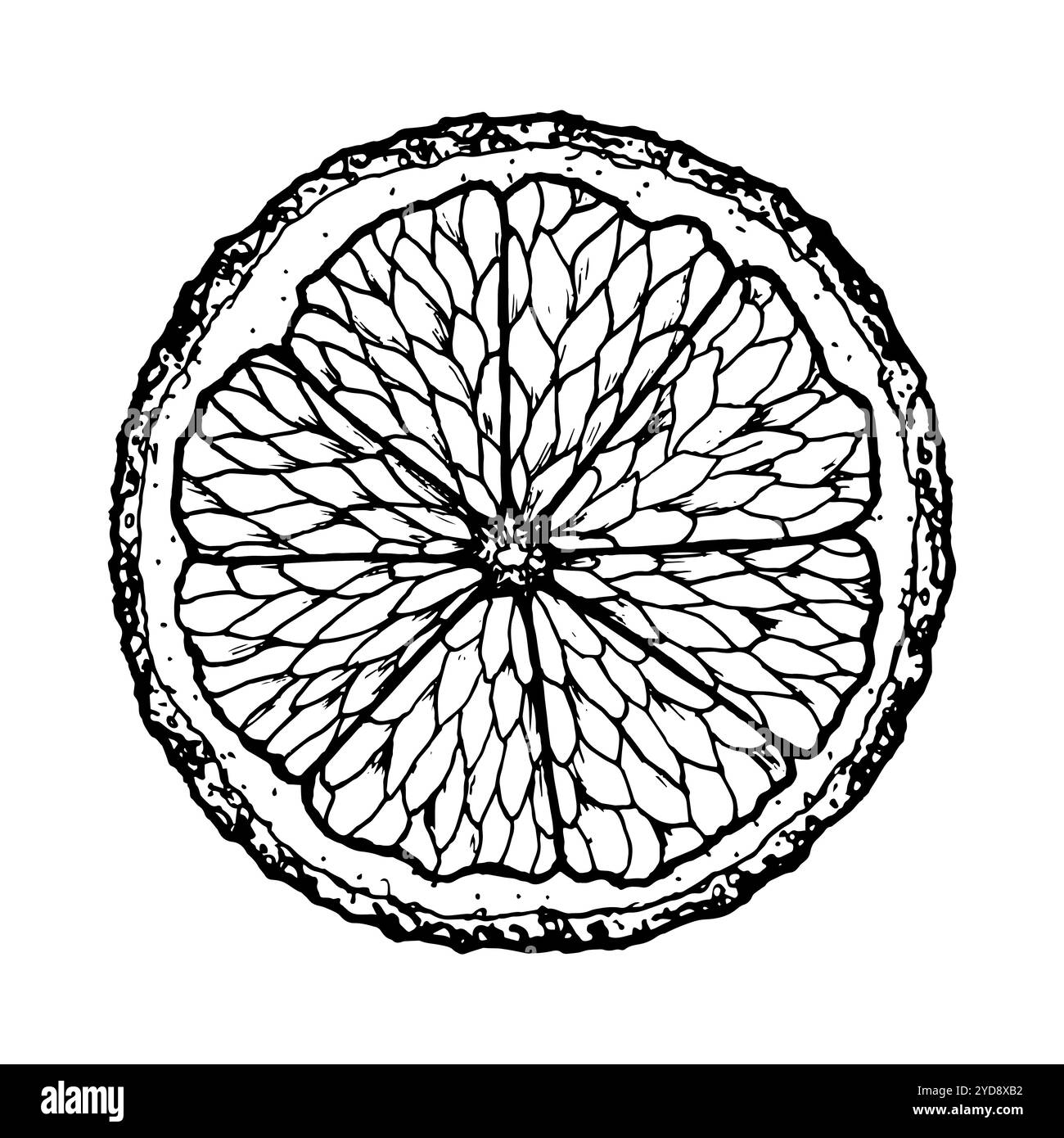 Vector hand drawn ink illustration of tangerine citrus slices for ...