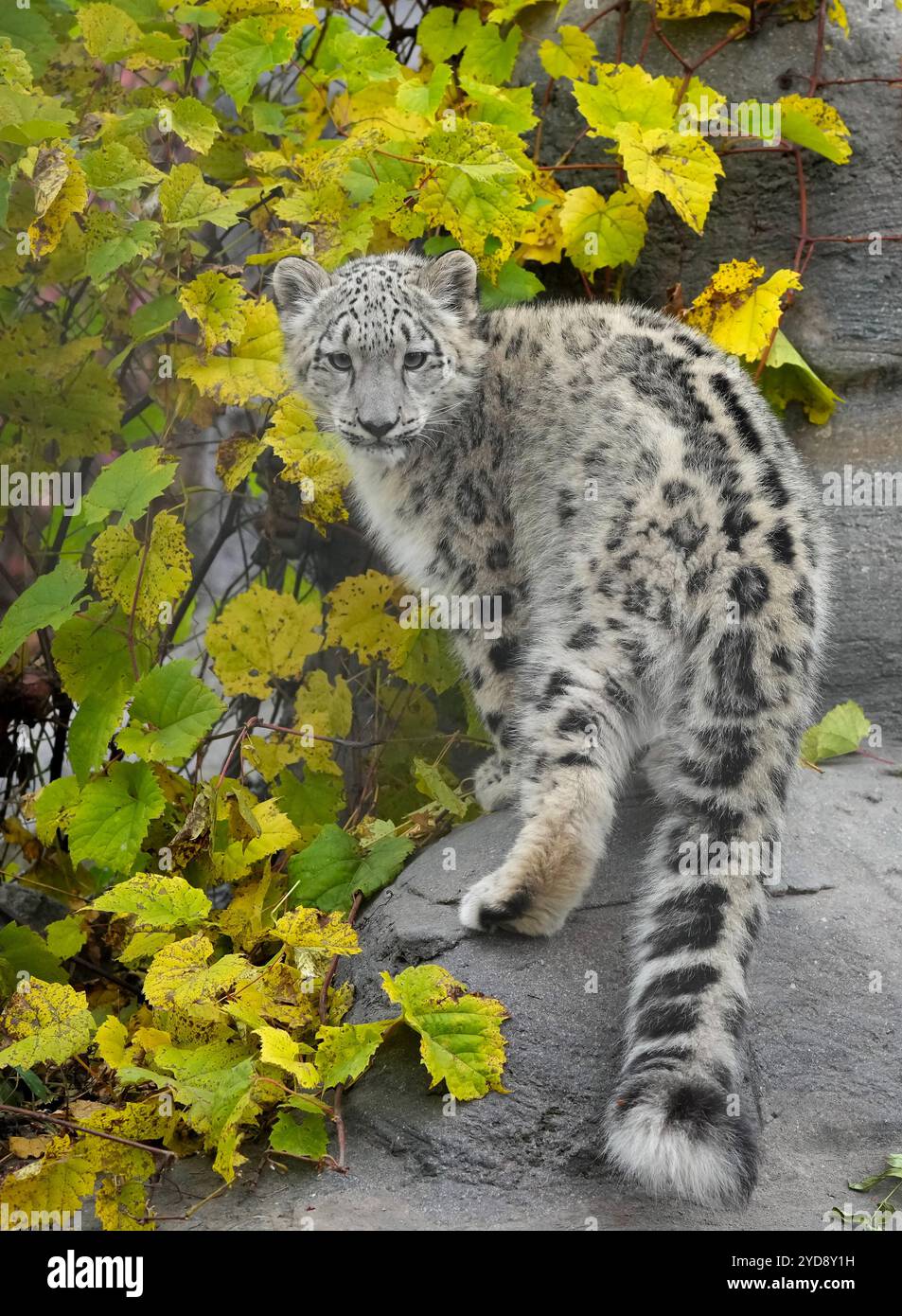 Toronto, Canada. 25th Oct, 2024. Five-month-old snow leopard Minu ...