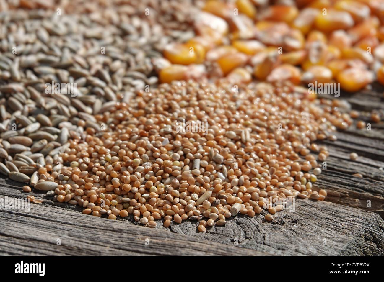 Common switchgrass panicum virgatum hi-res stock photography and images ...