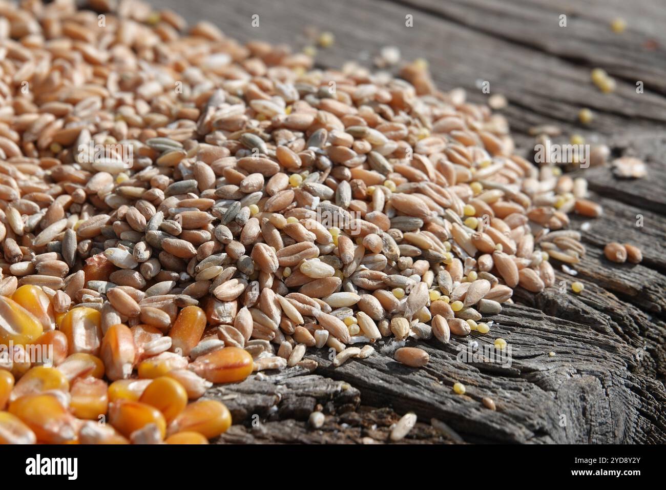 Getreide, cereals, Six-corn-mixture Stock Photo - Alamy