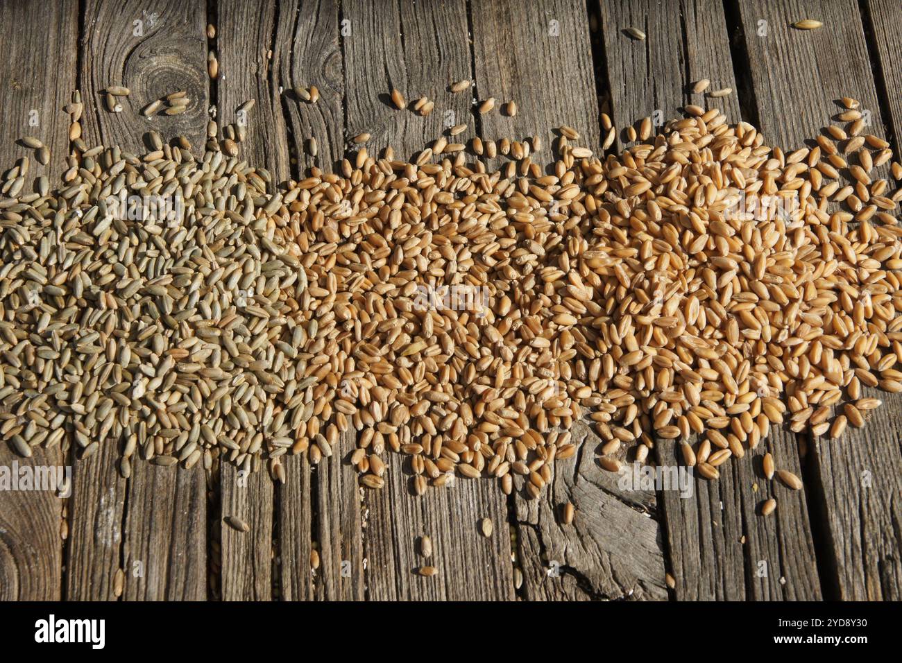 Spelt and rye hi-res stock photography and images - Alamy