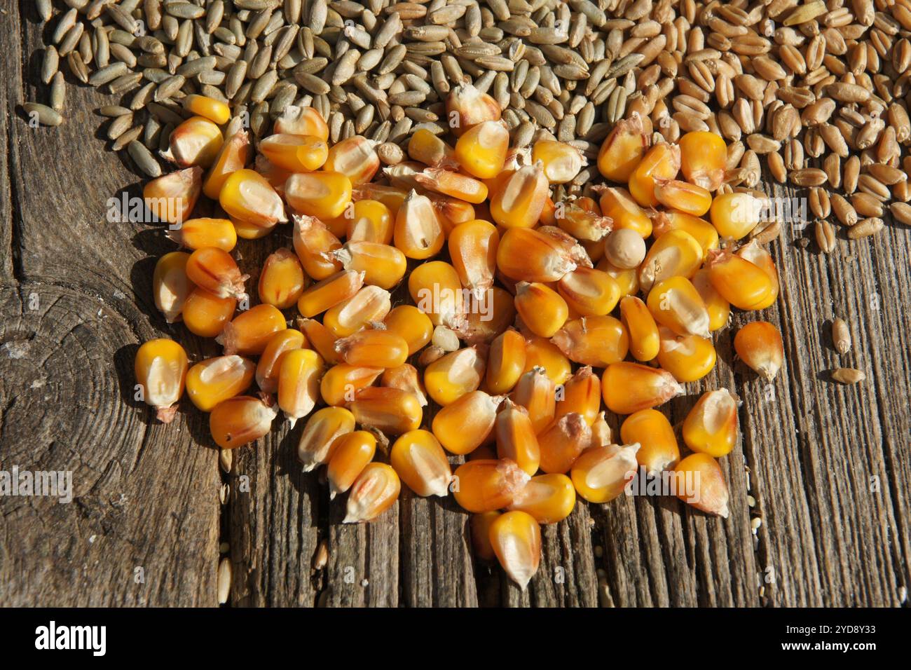 Maize zea hi-res stock photography and images - Alamy