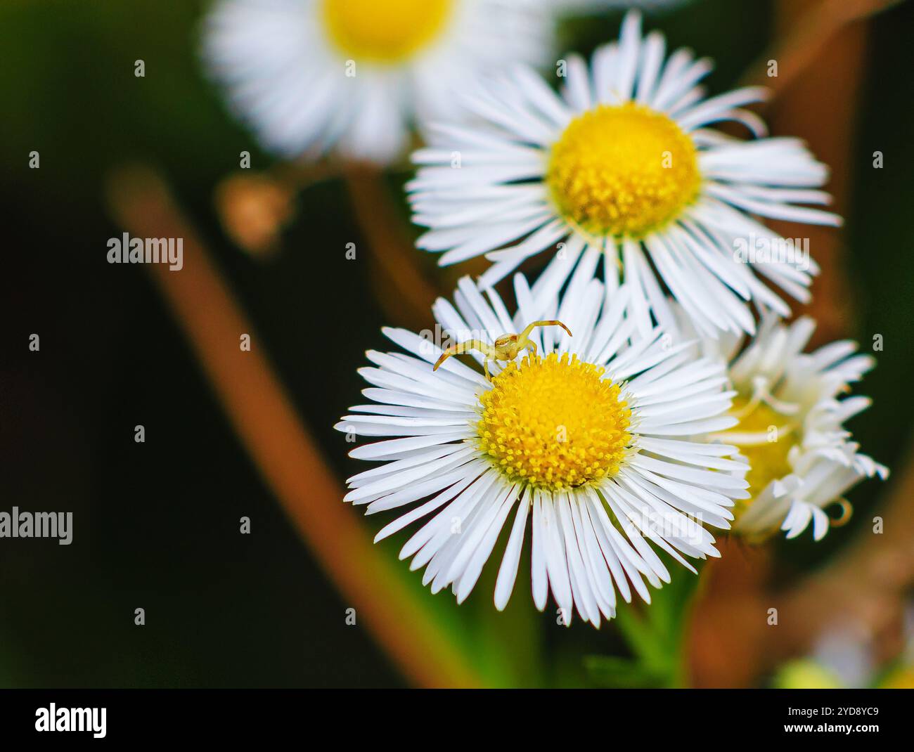 Small spider sits on daisy flower in meadow Stock Photo - Alamy