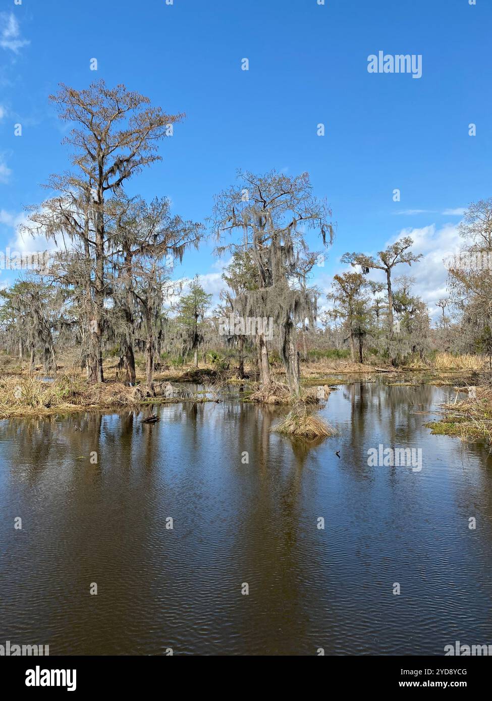 Photo of Old Man's Beard or Beard Moss in Barataria Preserve Louisiana ...