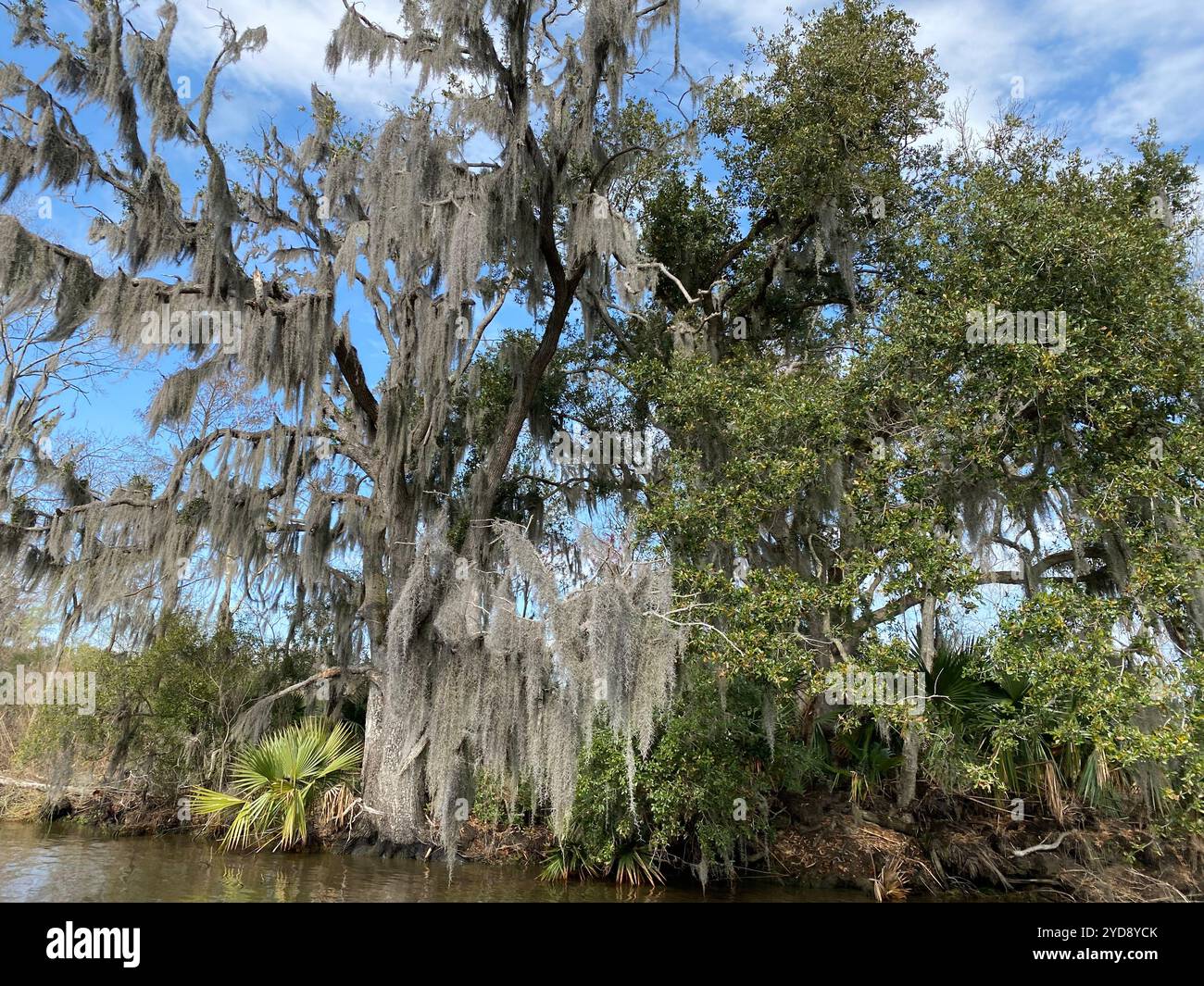 Photo of old man's beard, beard lichen, or beard moss in the bayou or ...