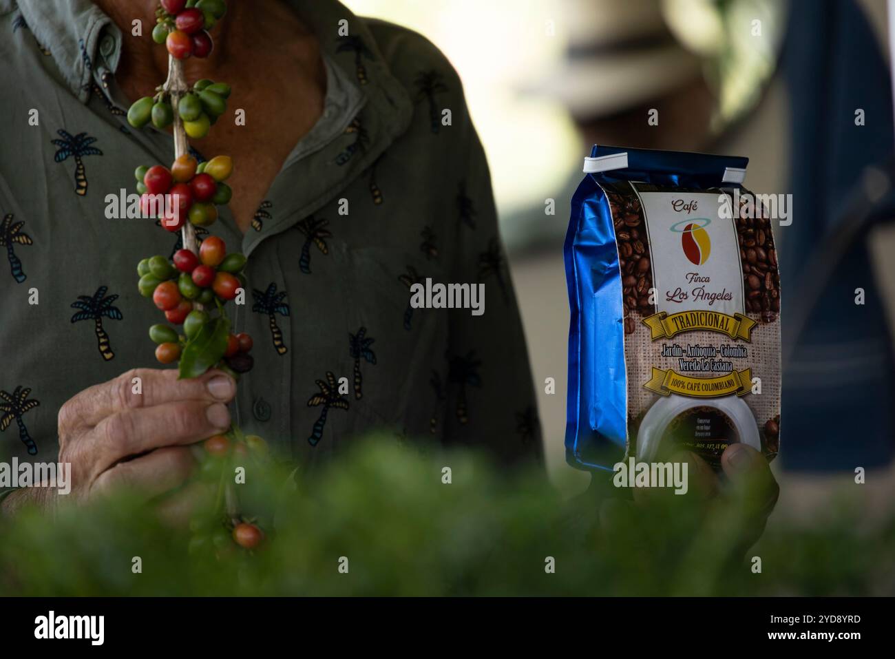 Coffee preparation at the Finca Los Angeles in Jardin, Colombia. He and ...
