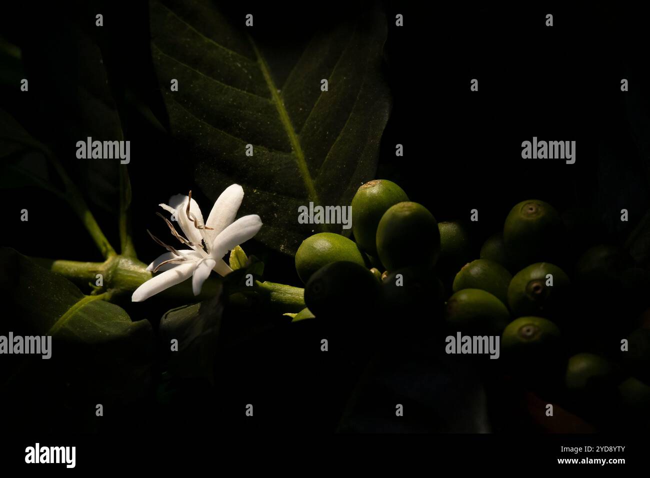 Coffee flower at the Finca Los Angeles in Jardin, Colombia. He and his ...