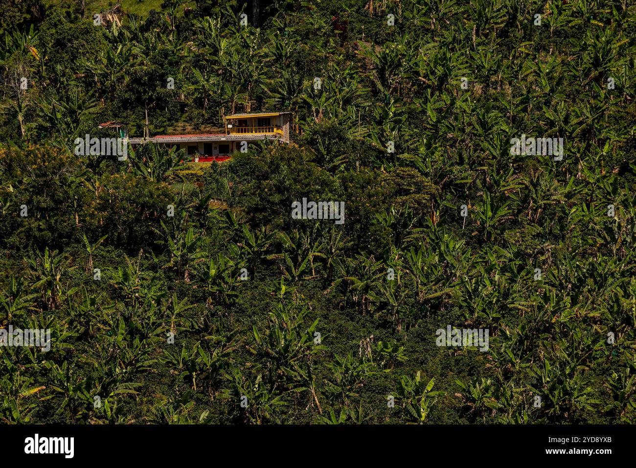 Coffee fields in the coffee axis of Colombia always include plantains ...