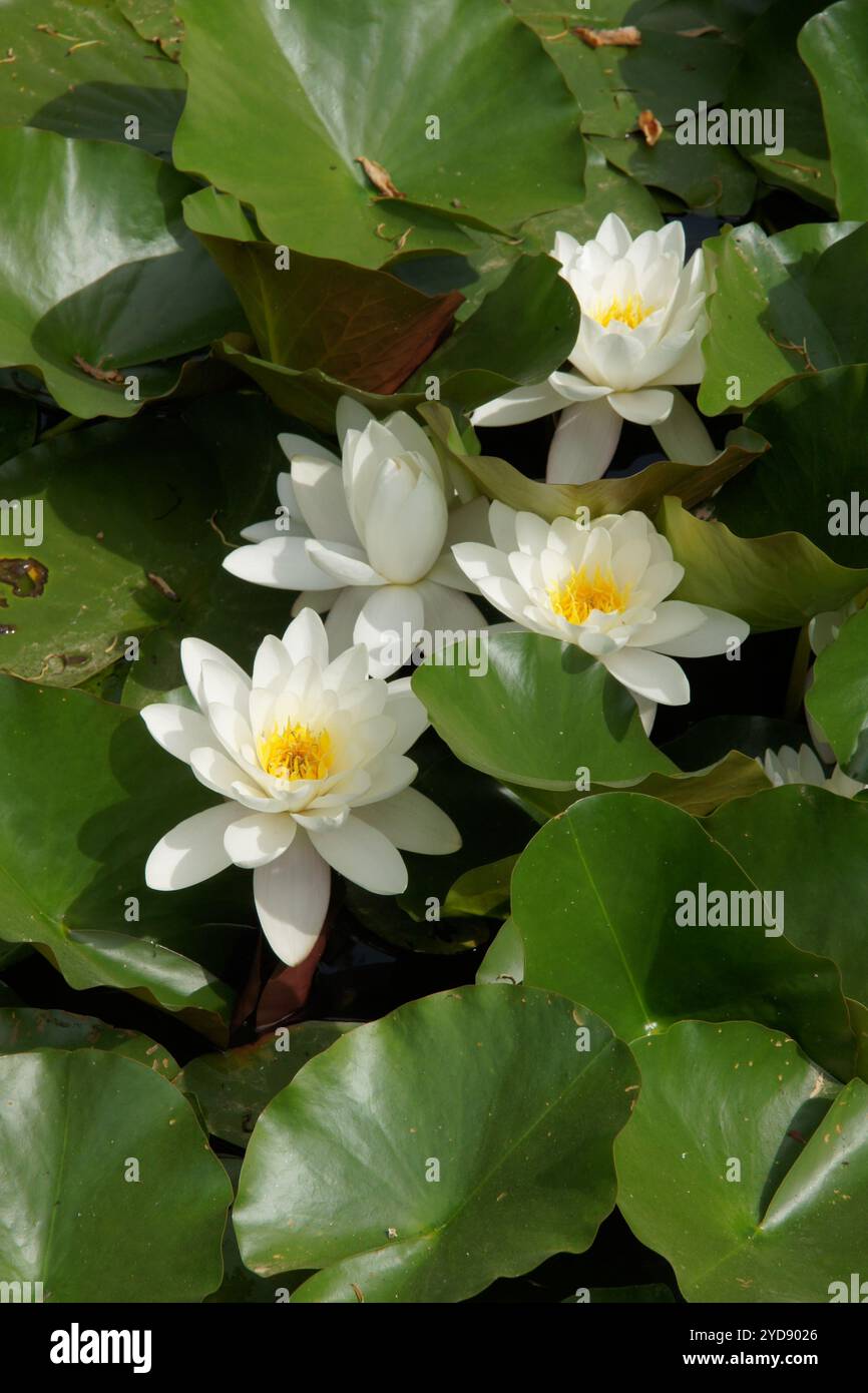 Nymphaea alba, white waterlily Stock Photo - Alamy